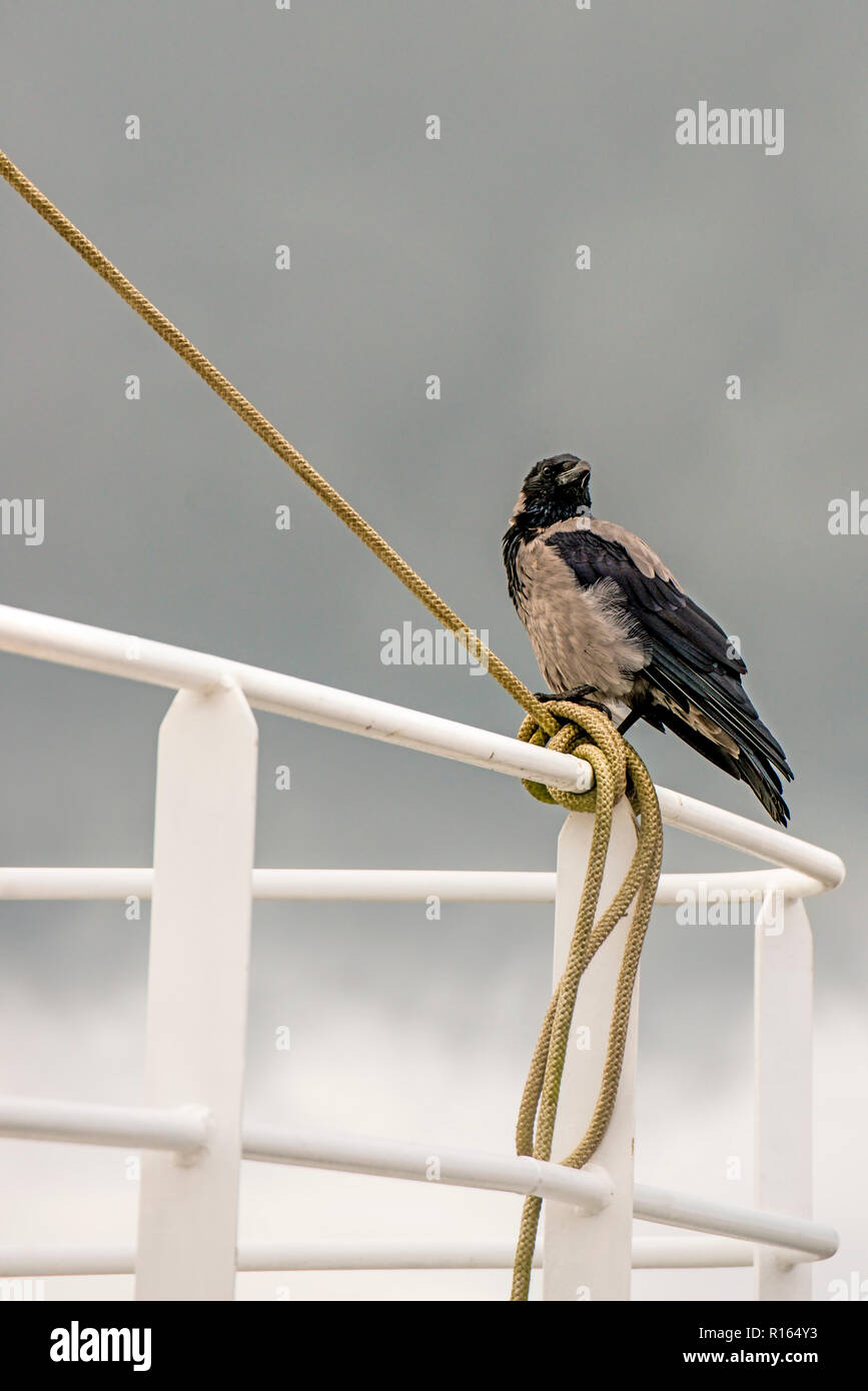 Hooded crow on a railing of a trawler Stock Photo - Alamy