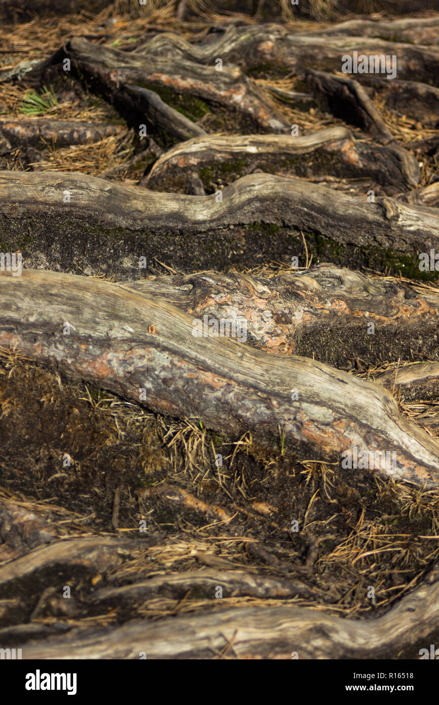 Closeup of the tree roots - detailed texture on a Calm and Sunny Spring ...