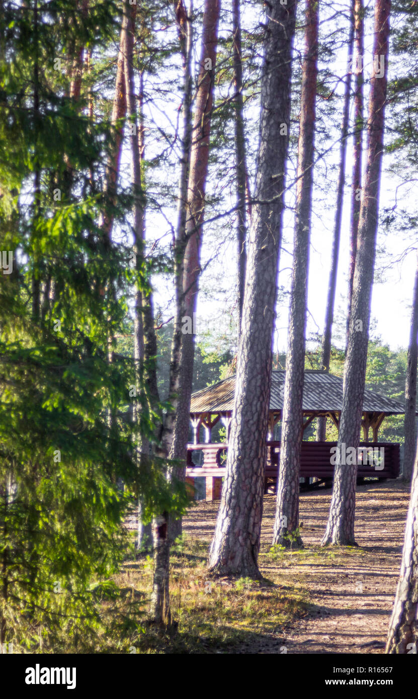 Calm and Sunny Spring Day in the Forest, with Sun Shining on top of the ...