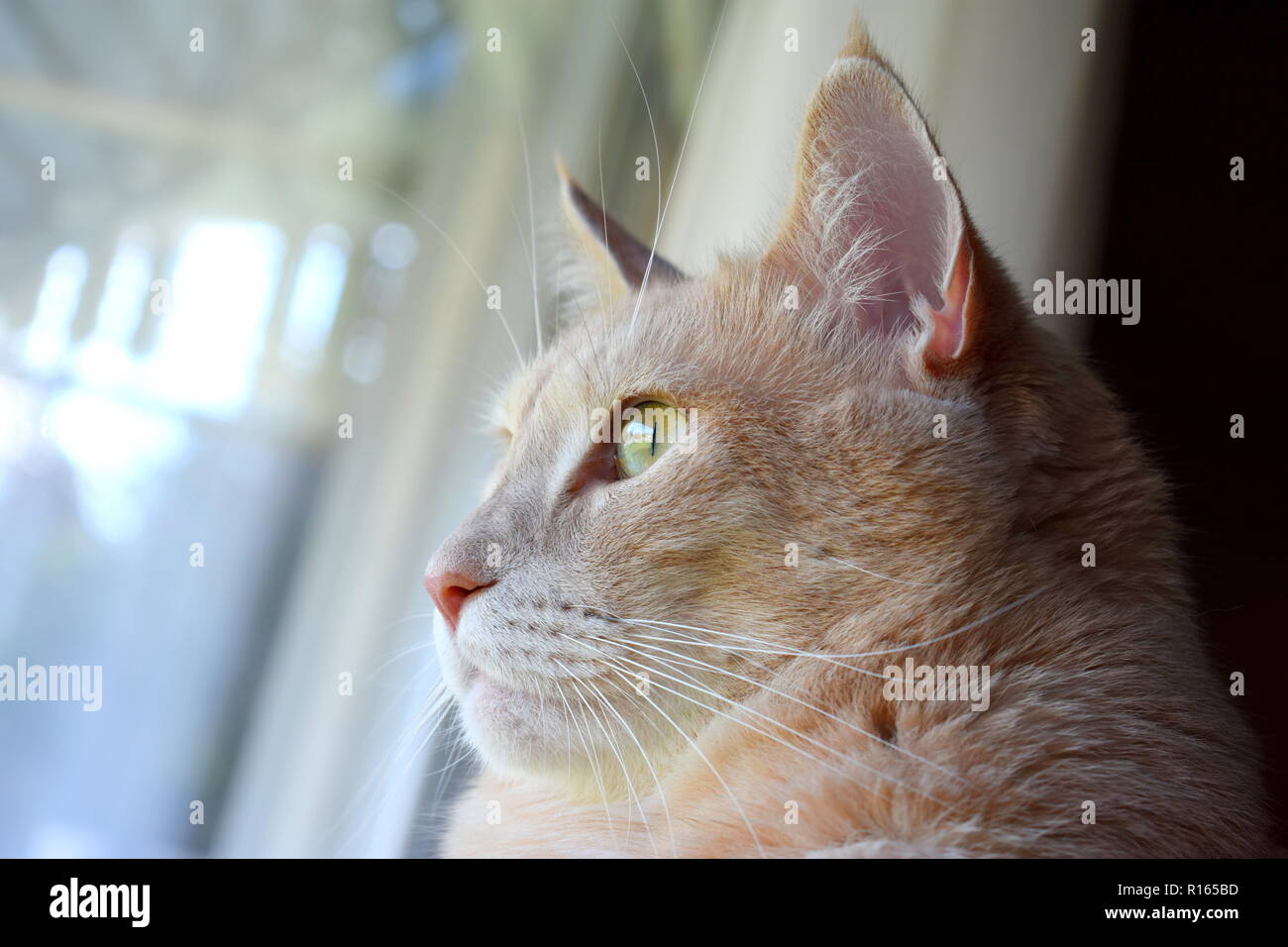 Buff fur cat hi-res stock photography and images - Alamy