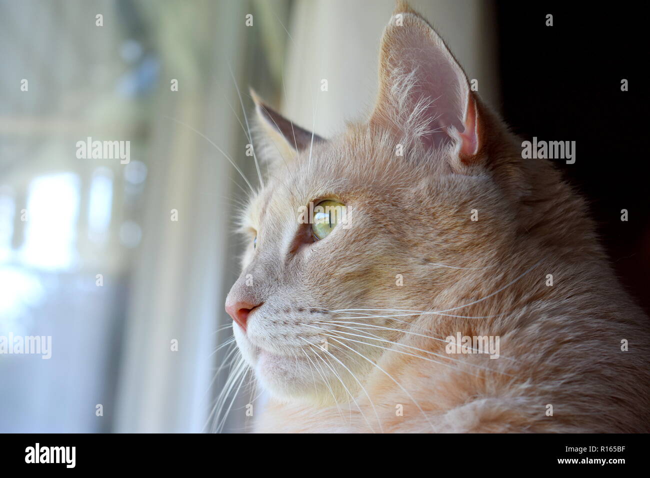 Buff colored hi-res stock photography and images - Alamy