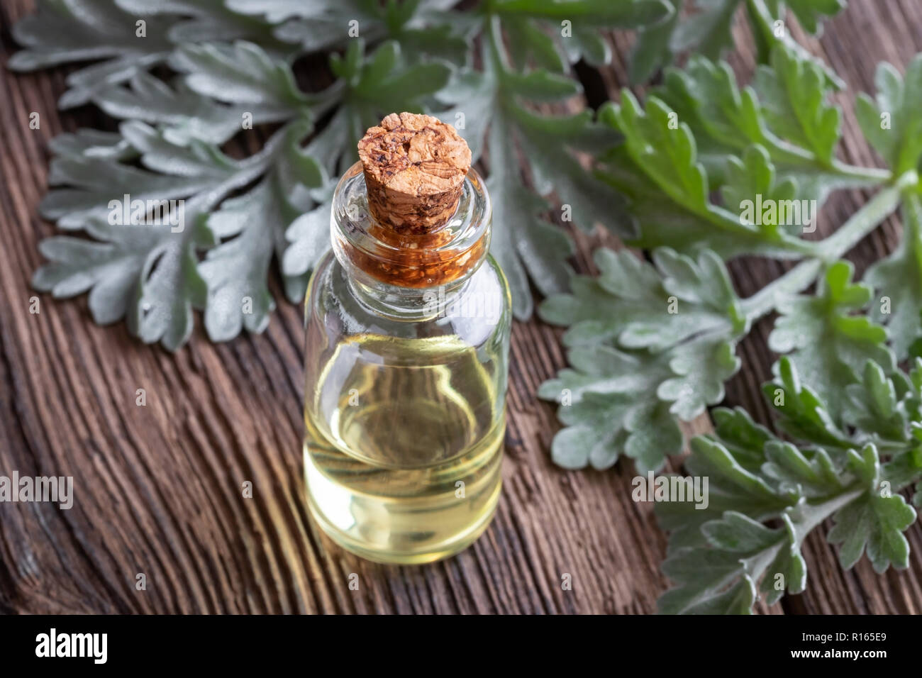 A bottle of wormwood essential oil with fresh Artemisia Absinthium ...