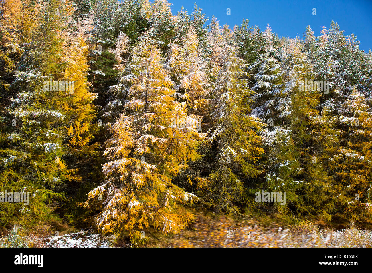 Larch Tree Autumn Scotland High Resolution Stock Photography and Images ...
