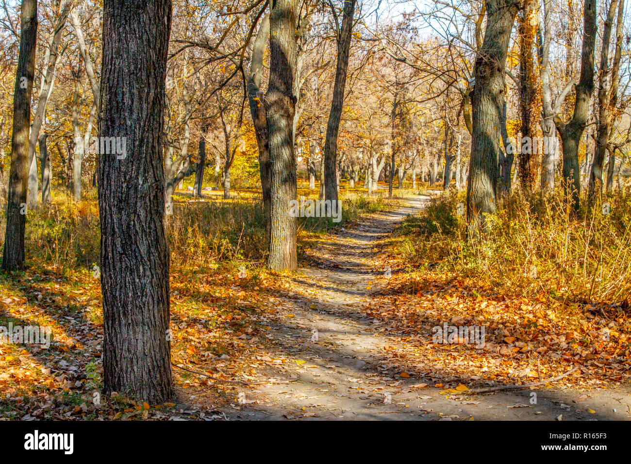 Image of a narrow path in a park in autumn between trees without leaves ...