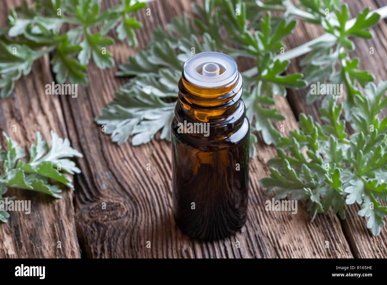 A dark bottle of wormwood essential oil with fresh Artemisia Absinthium ...