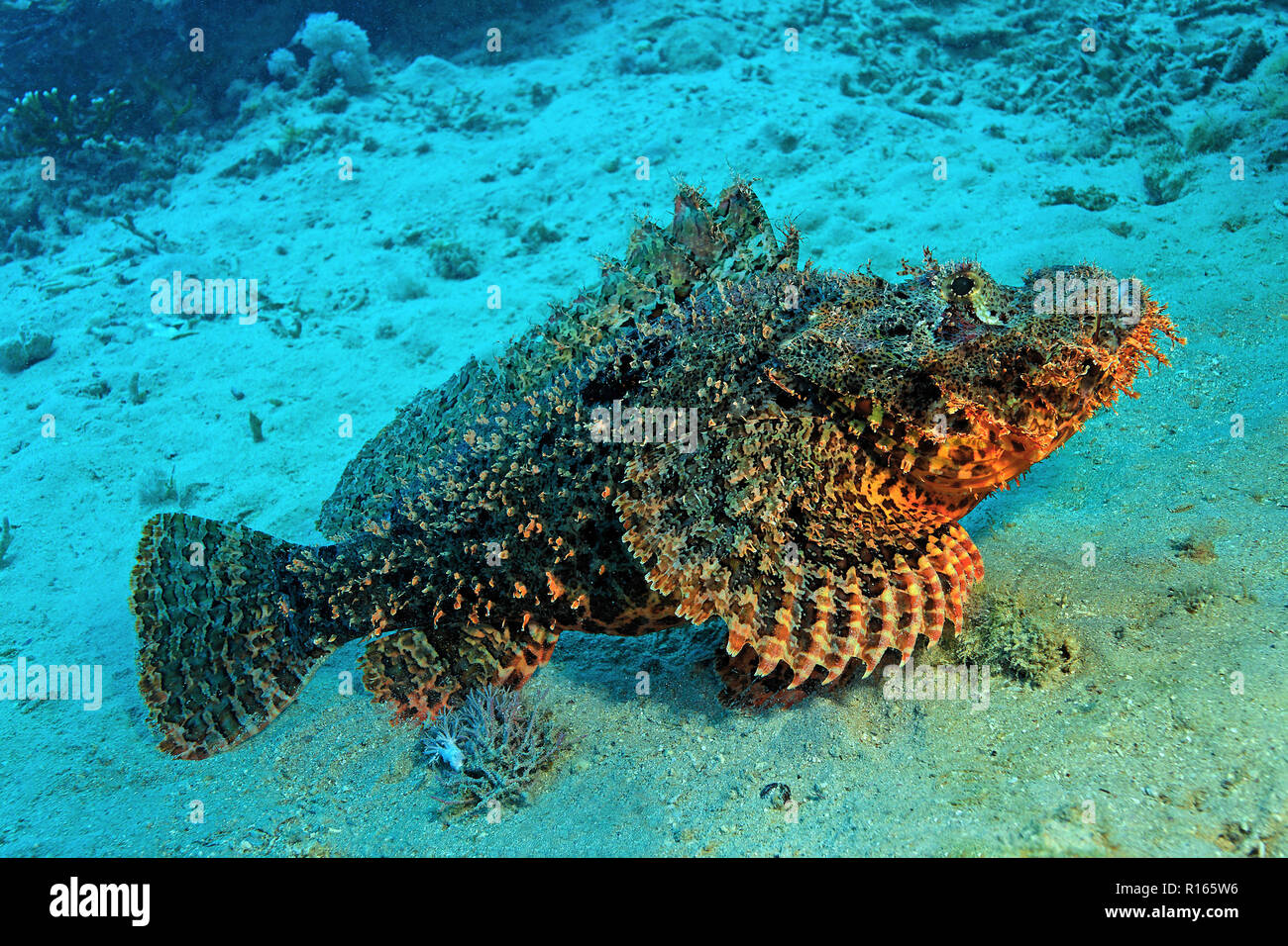 Tassled scorpionfish (Scorpaenopsis oxycephala), on sandy seabed ...