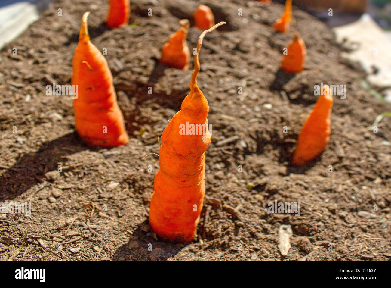 Carrots in soil hi-res stock photography and images - Alamy