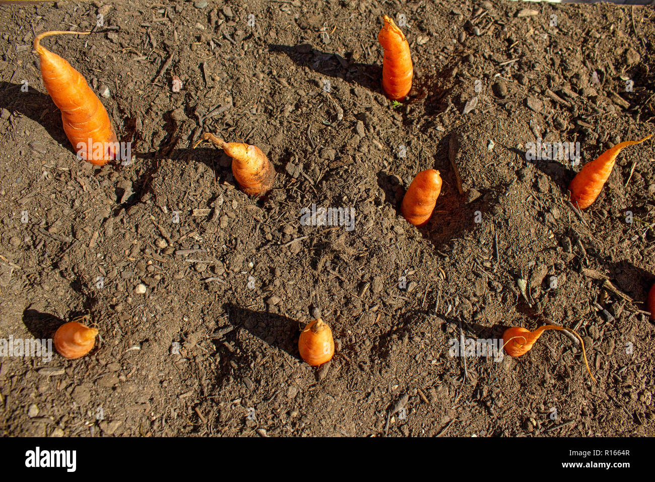 Small and dry carrots hi-res stock photography and images - Alamy
