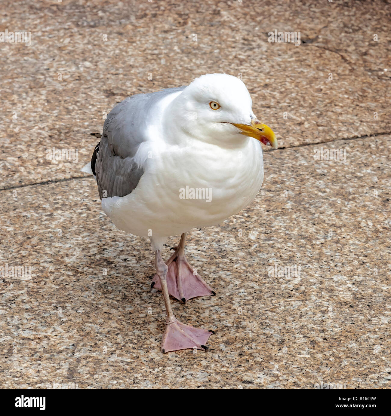 Webbed feet on bird hi-res stock photography and images - Alamy