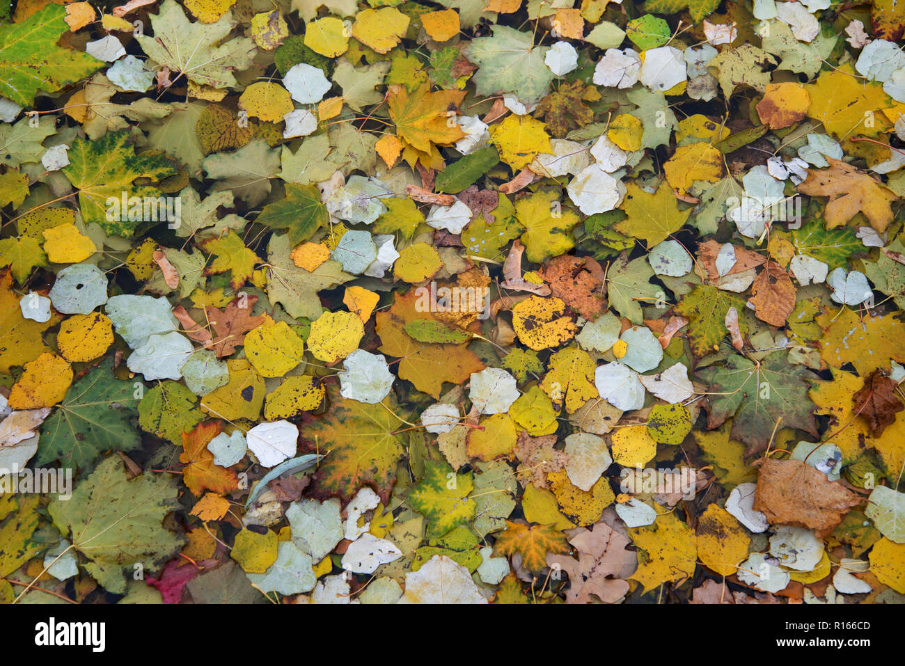 Fallen tree leaves in water, forming a smooth colored background Stock ...