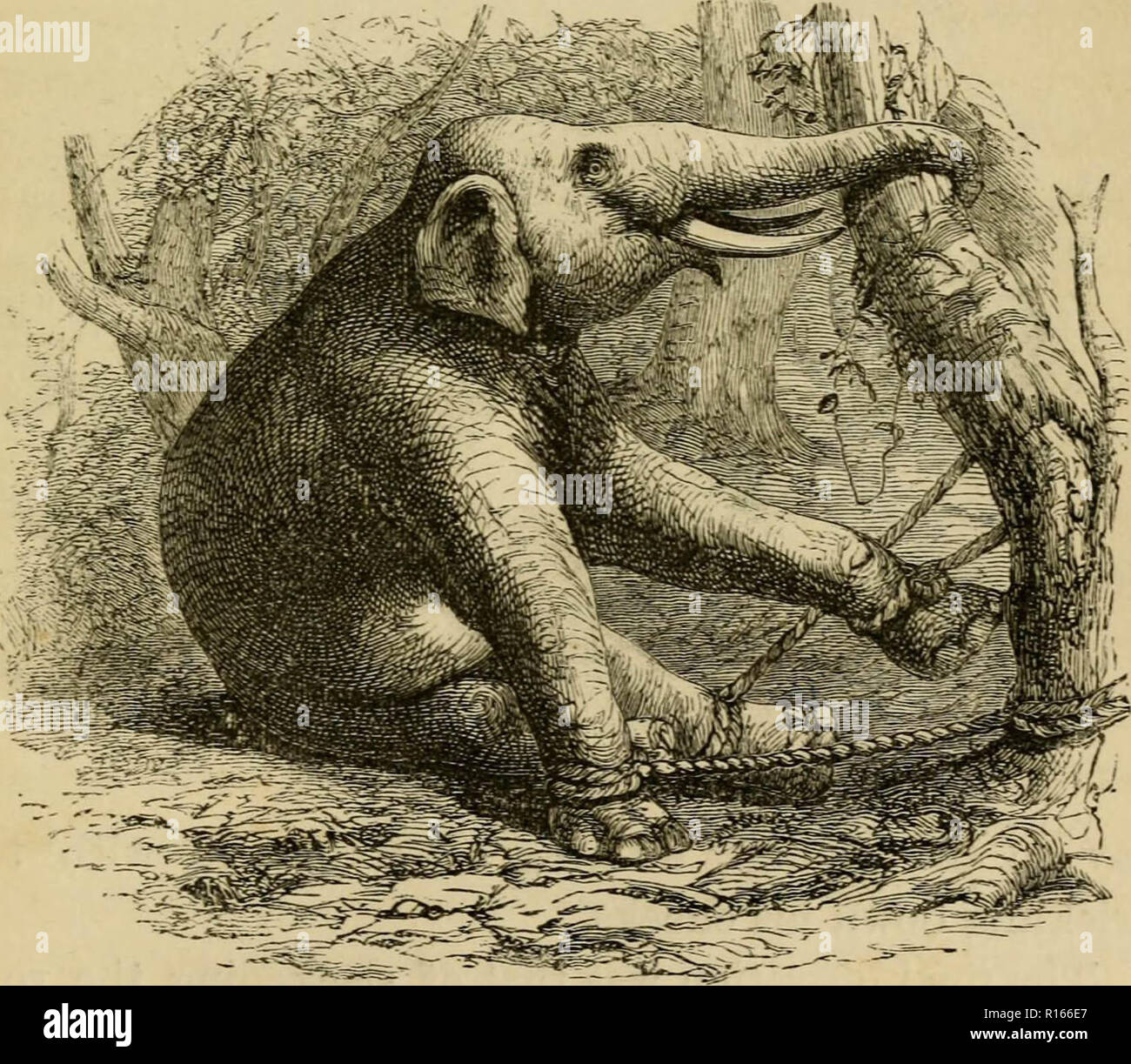 Sketches of the natural history of Ceylon : with narratives and ...