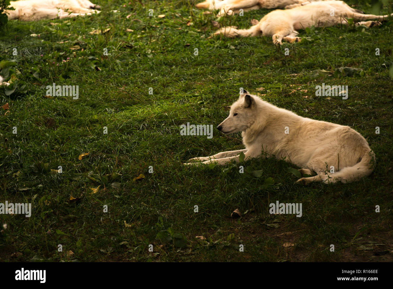 Arctic gray wolf hi-res stock photography and images - Alamy