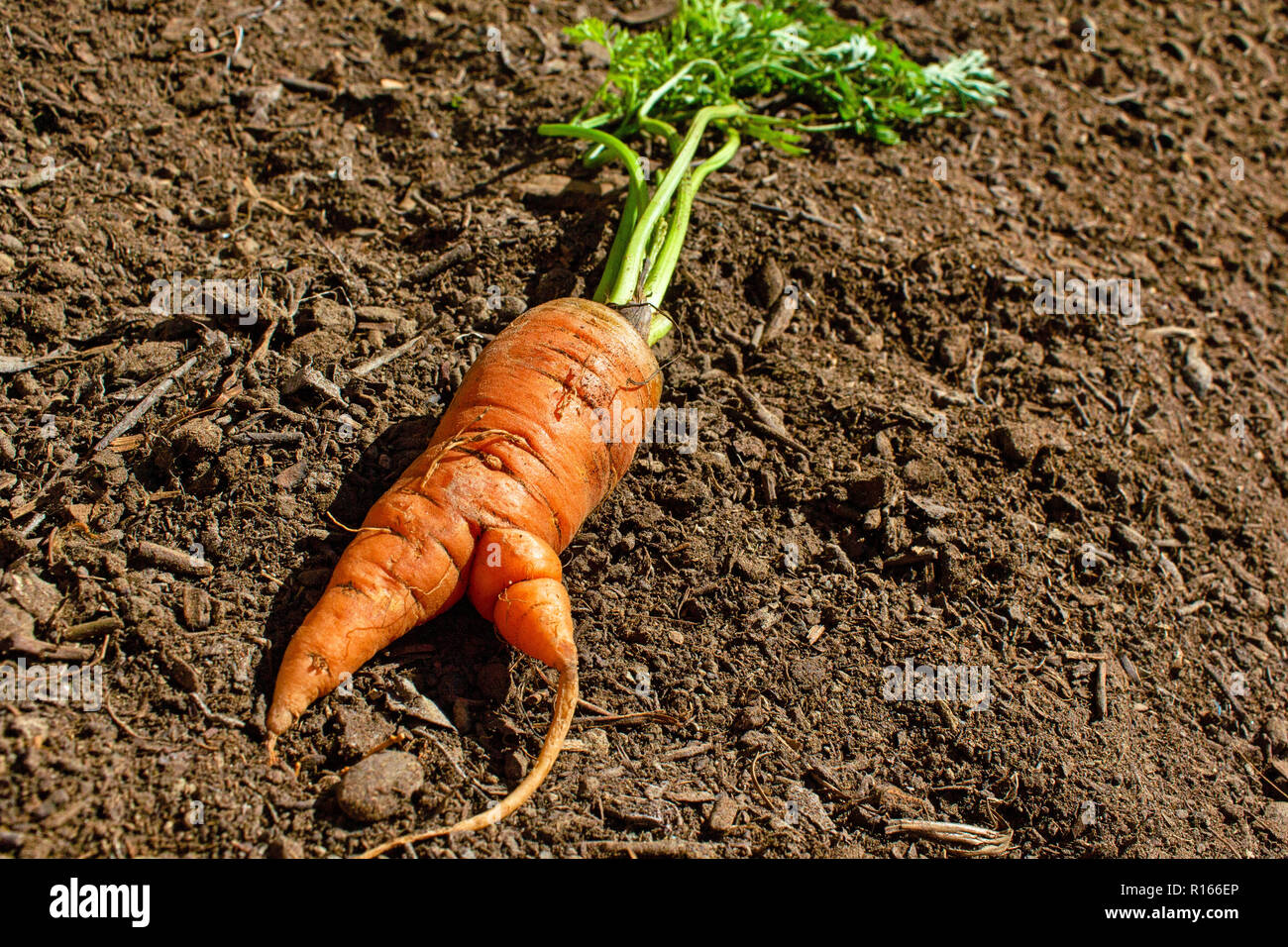 Carrots sprout hi-res stock photography and images - Alamy