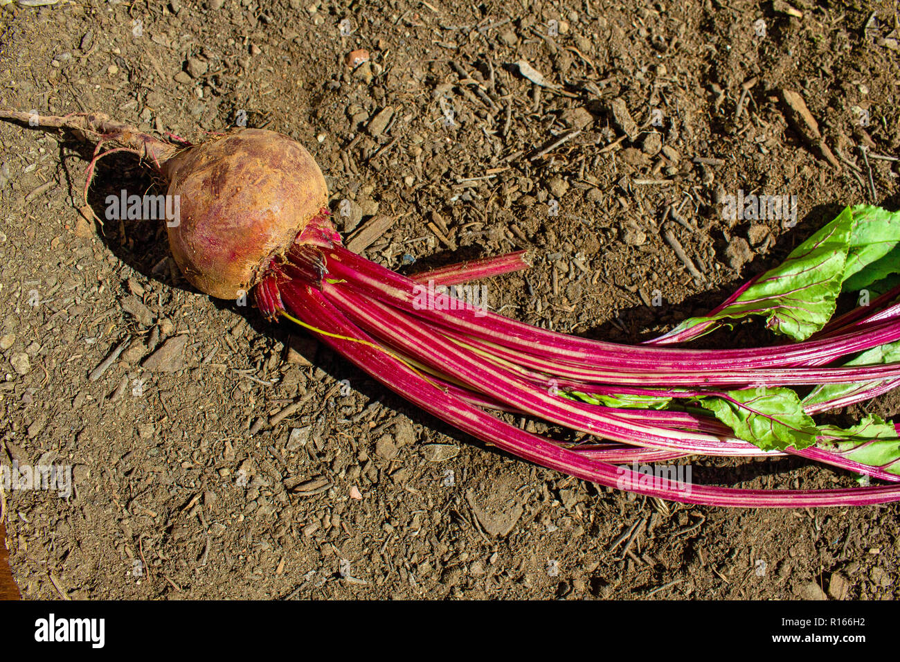 Beetroots in soil Stock Photo - Alamy