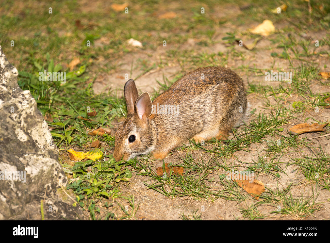 Baby bunny eastern cottontail hi-res stock photography and images - Alamy