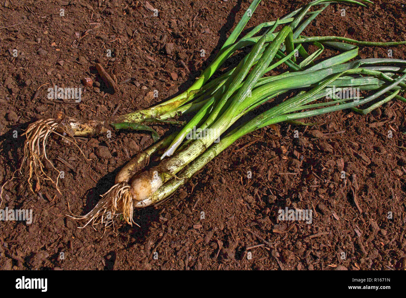 Fresh spring onions leaf hi-res stock photography and images - Alamy