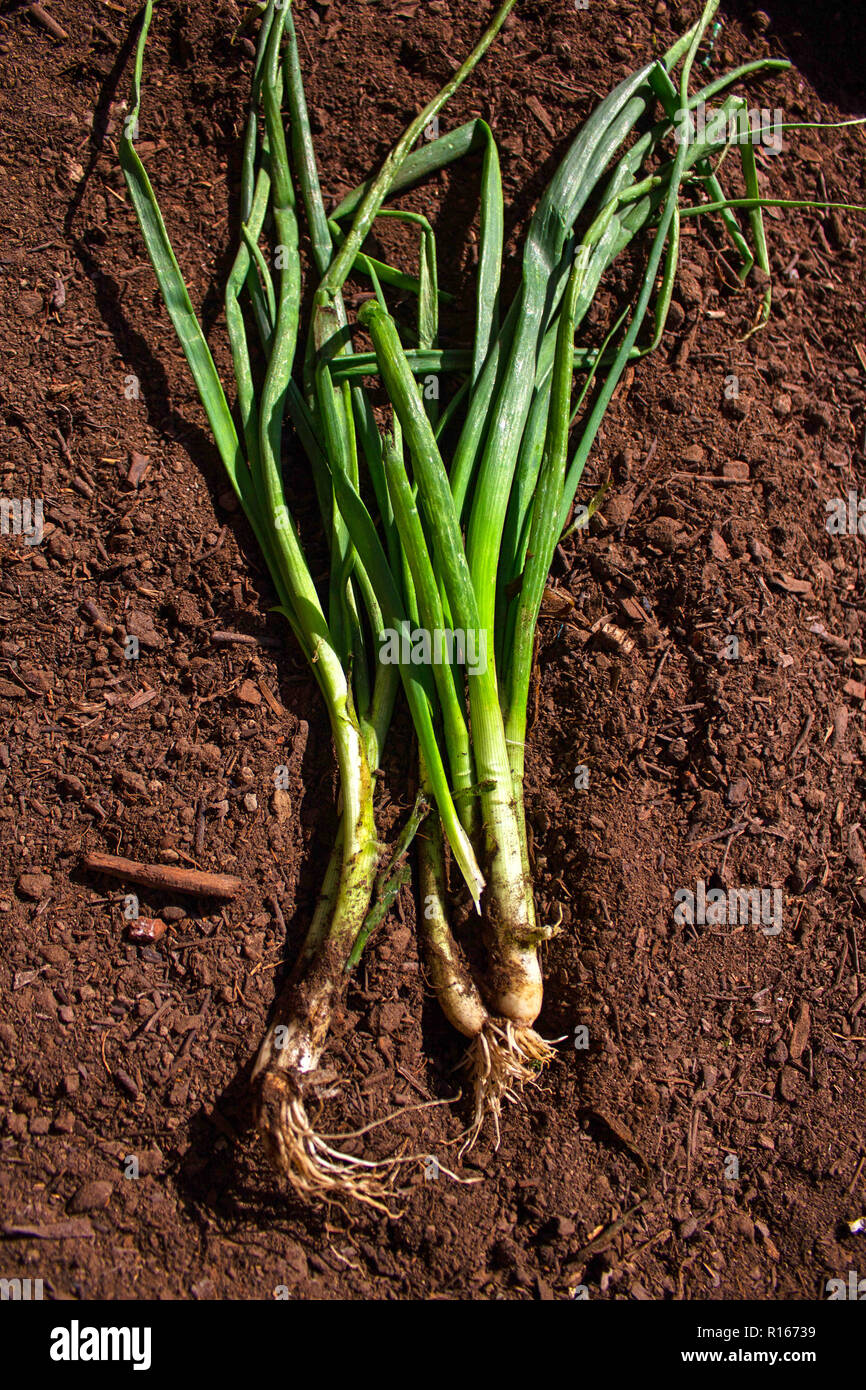 Spring onions in soil hi-res stock photography and images - Alamy