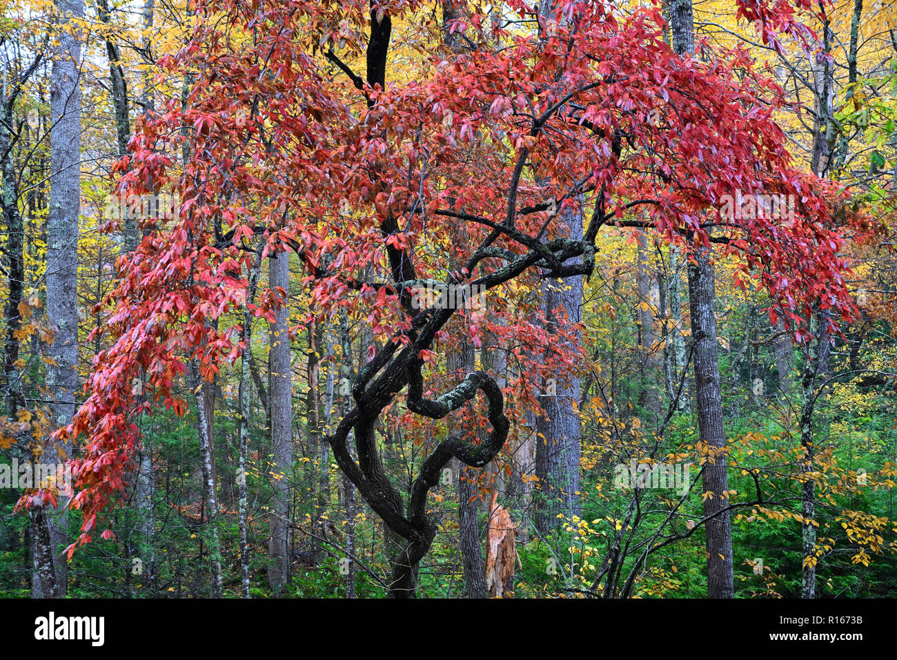 A very odd looking yet beautifully colorful tree in Great Smoky ...