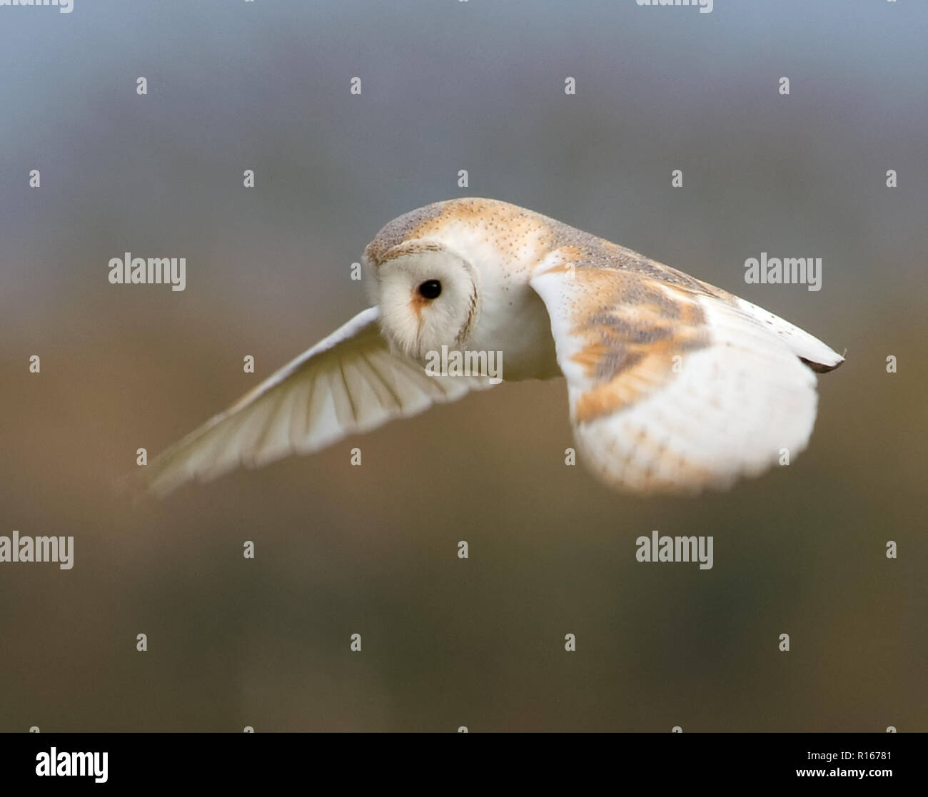 Barn Owl On The Hunt Stock Photo - Alamy