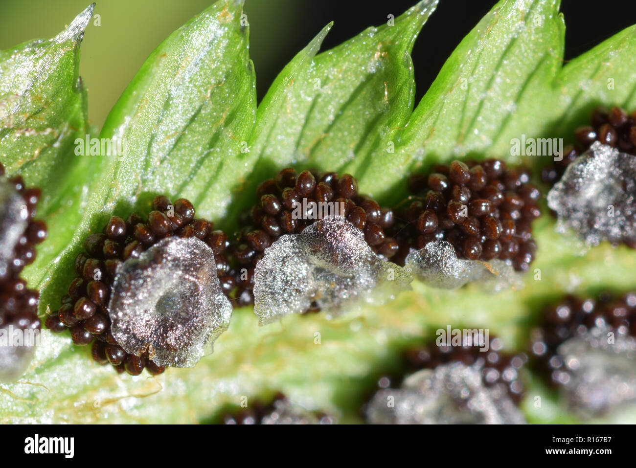 Spores ready to be released on fern leaf Stock Photo - Alamy