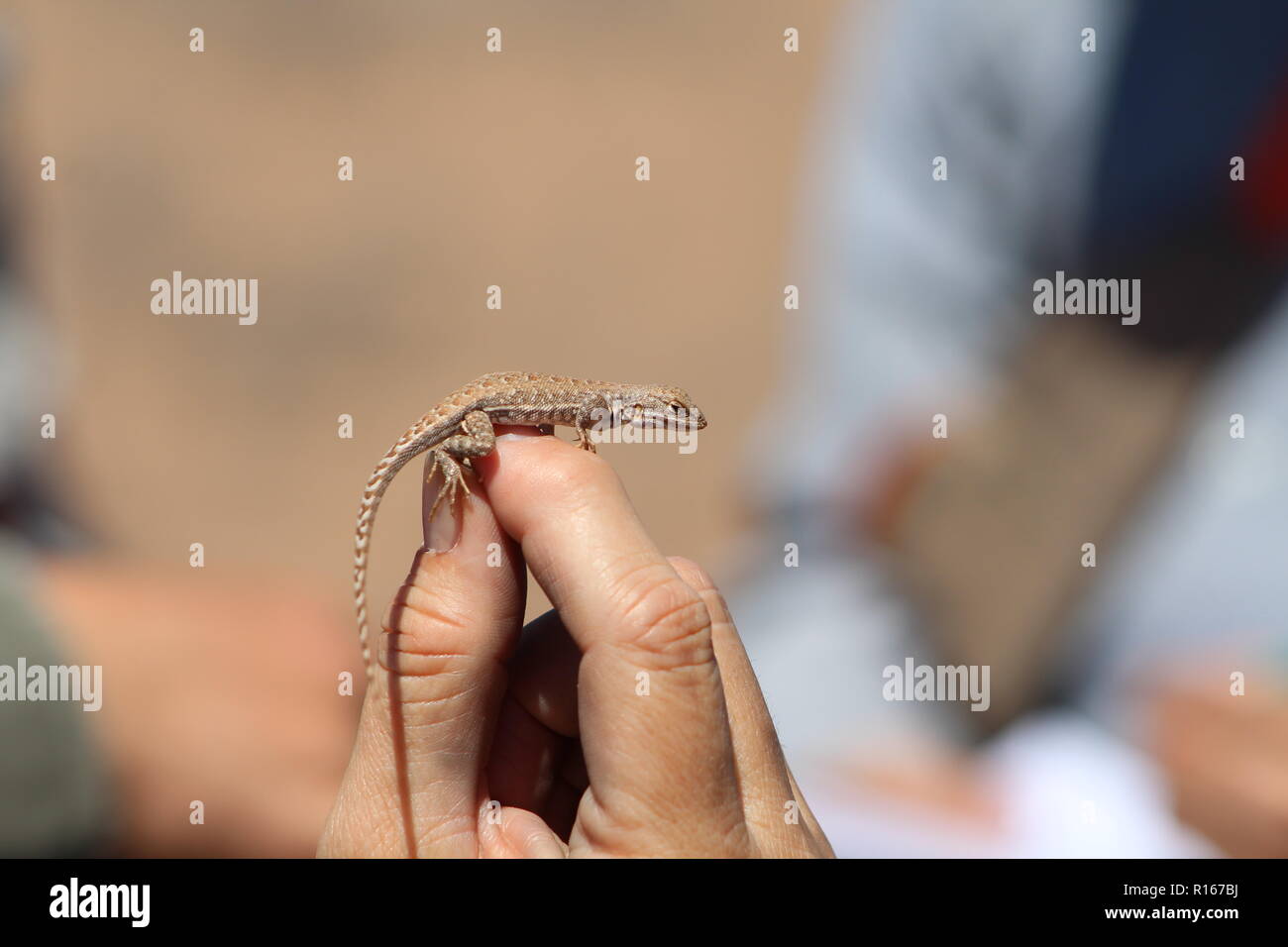 Small and friendly lizard Stock Photo - Alamy