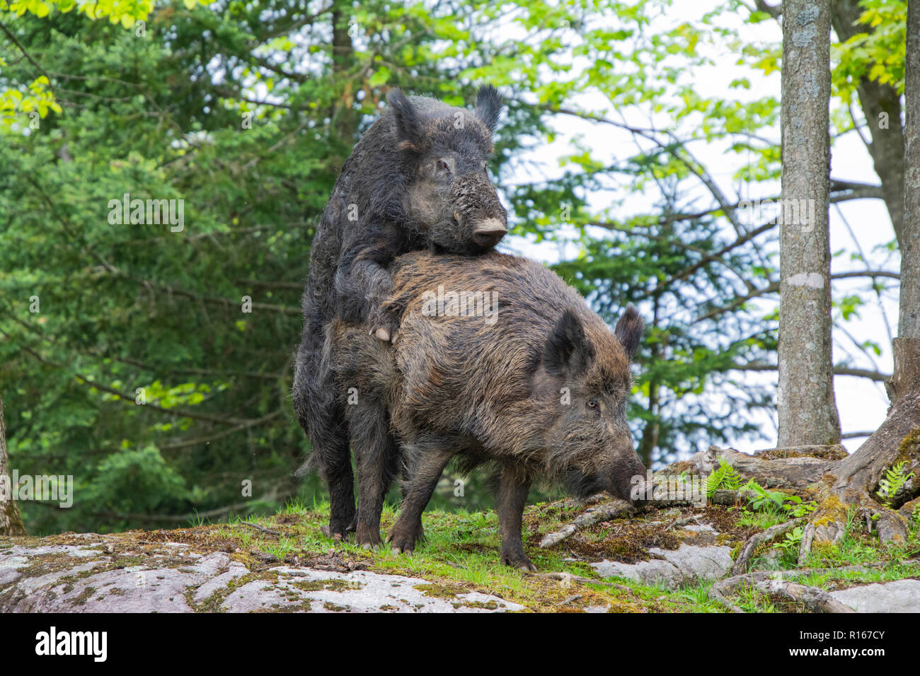 Pig mating hi-res stock photography and images - Alamy