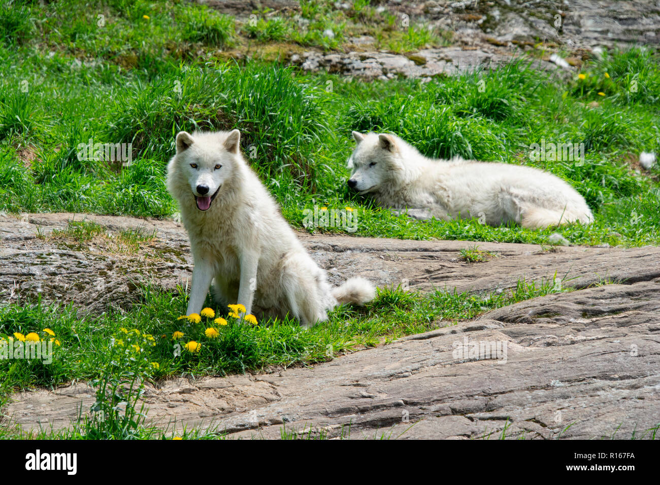 A pair of Arctic Wolves Stock Photo - Alamy