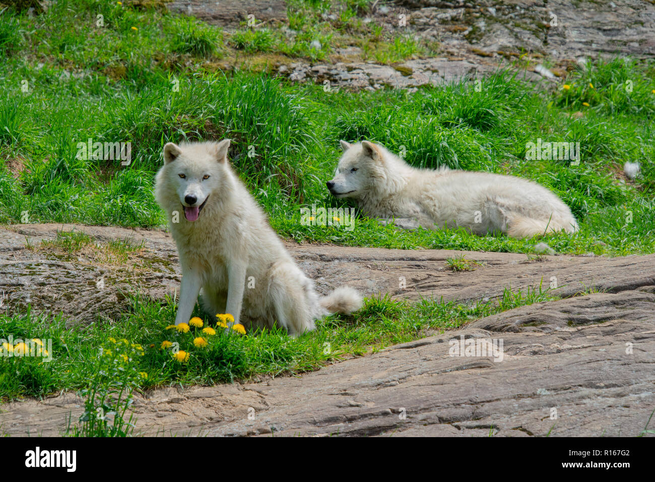 Arctic white wolf hi-res stock photography and images - Alamy
