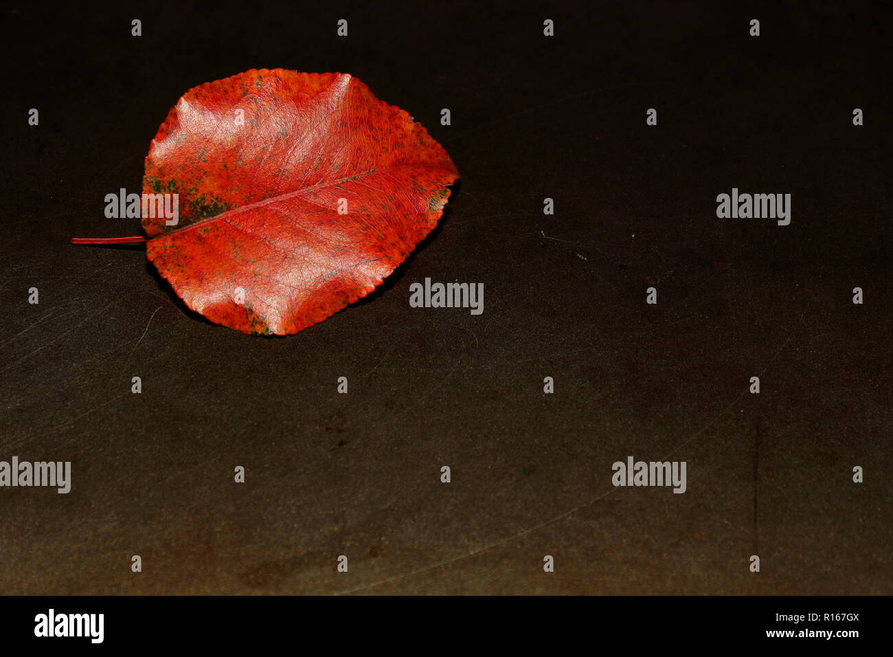 Single red leave along the left side of a dark grunge backdrop Stock ...