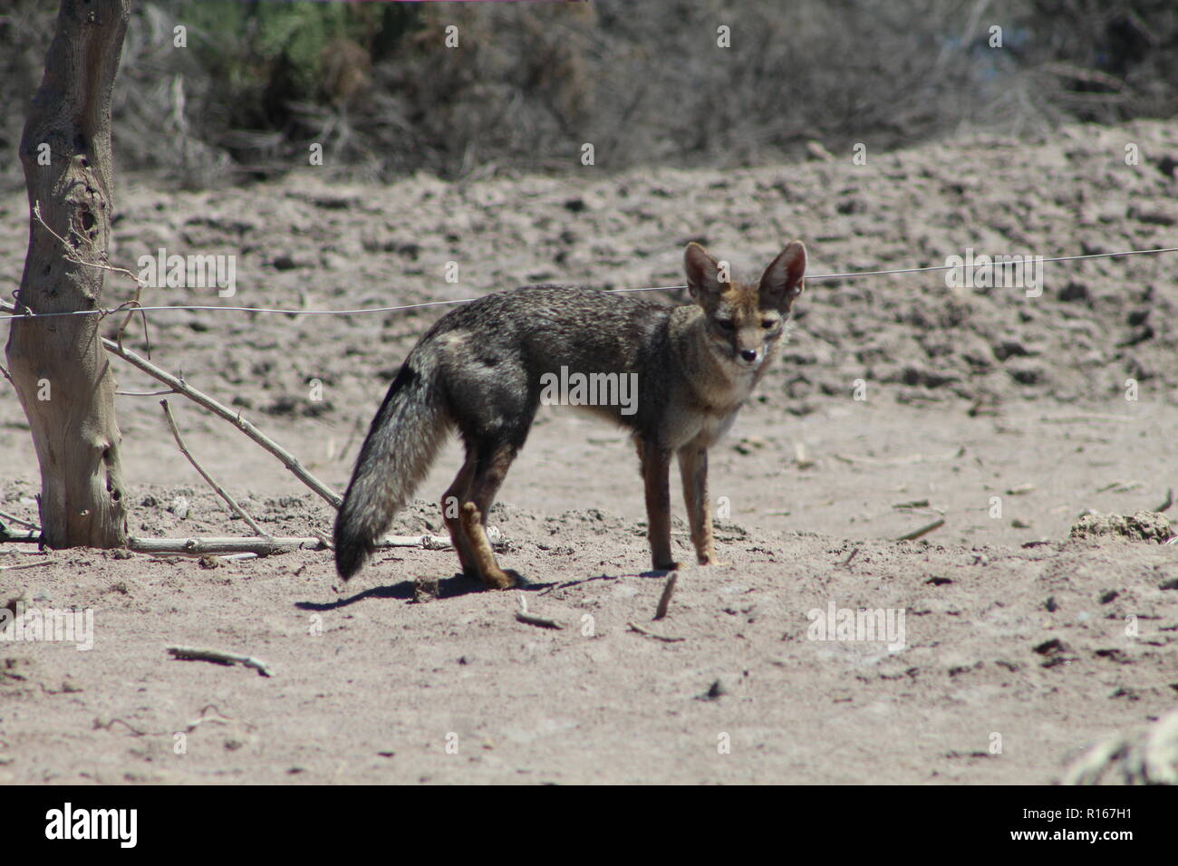 The look of the fox (Lycalopex culpaeus Stock Photo - Alamy