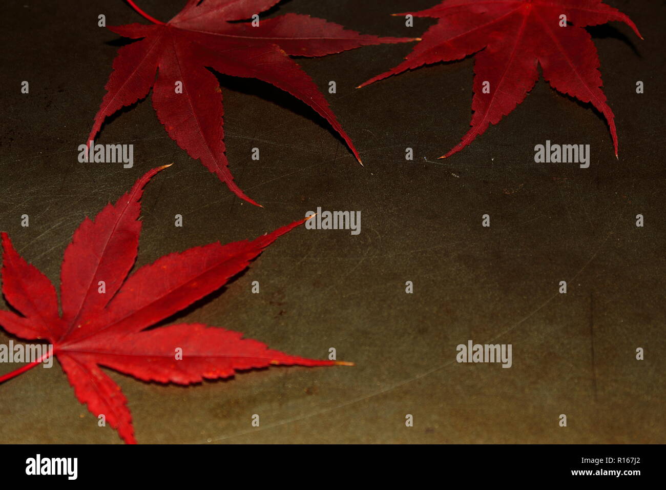 Dark red japanese maple tree hi-res stock photography and images - Alamy