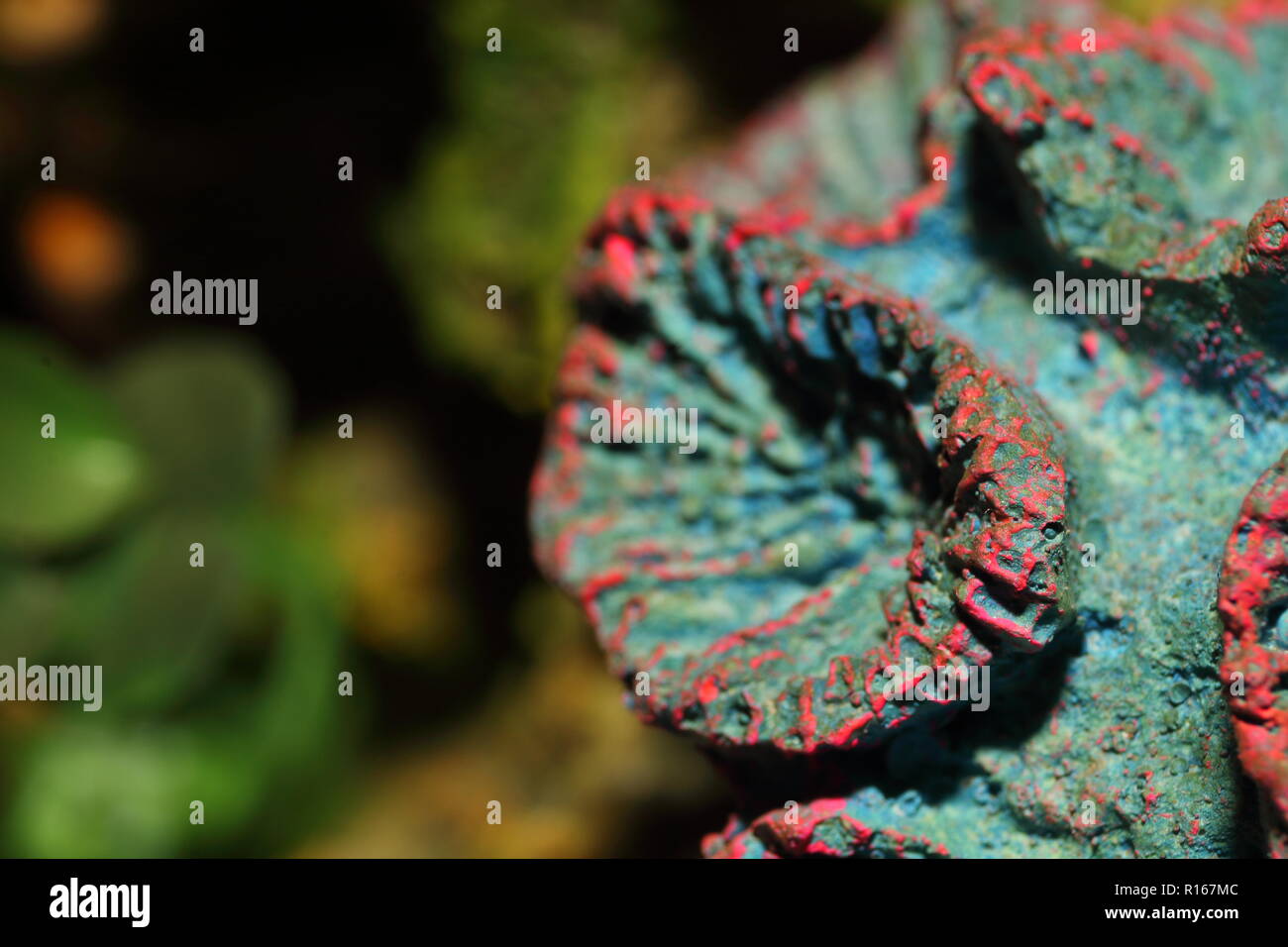 Red fish skeleton hi-res stock photography and images - Alamy