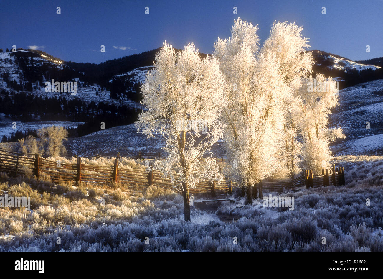 North America; United States; Wyoming; Lamar Valley; Yellowstone ...