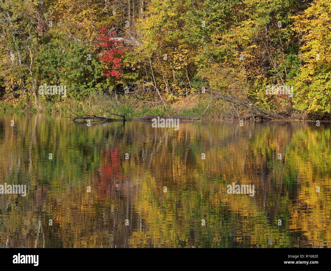 Beauty landscapes of colorful trees and river with water reflection at ...