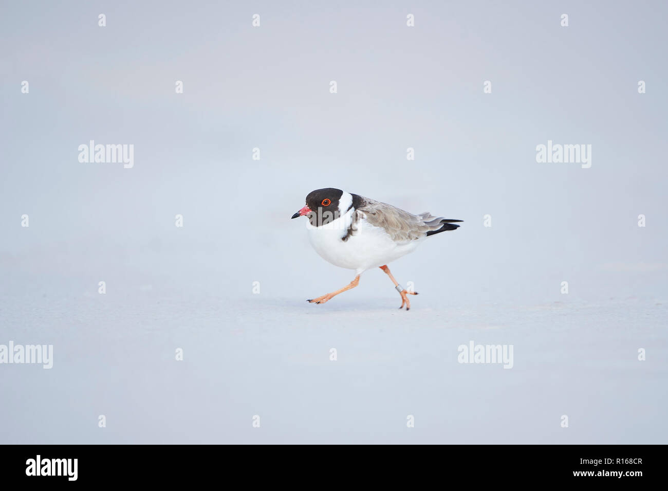 Hooded dotterel (Thinornis cucullatus) running on beach, Wilsons ...