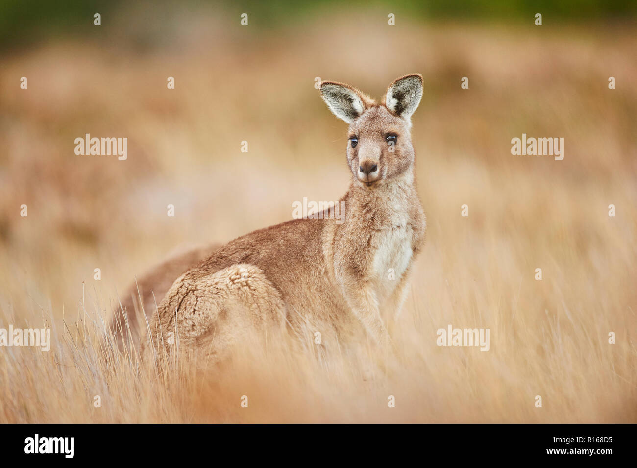 Eastern Gray Kangaroo (Macropus giganteus), sitting on a meadow, Wilson's Promontory National ...