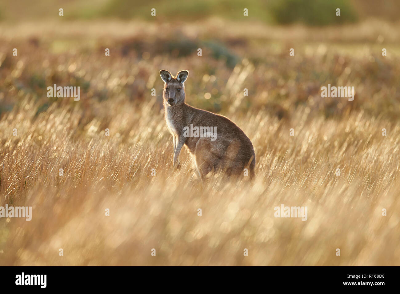Eastern Gray Kangaroo (Macropus giganteus) on a meadow, Wilson's Promontory National Park ...