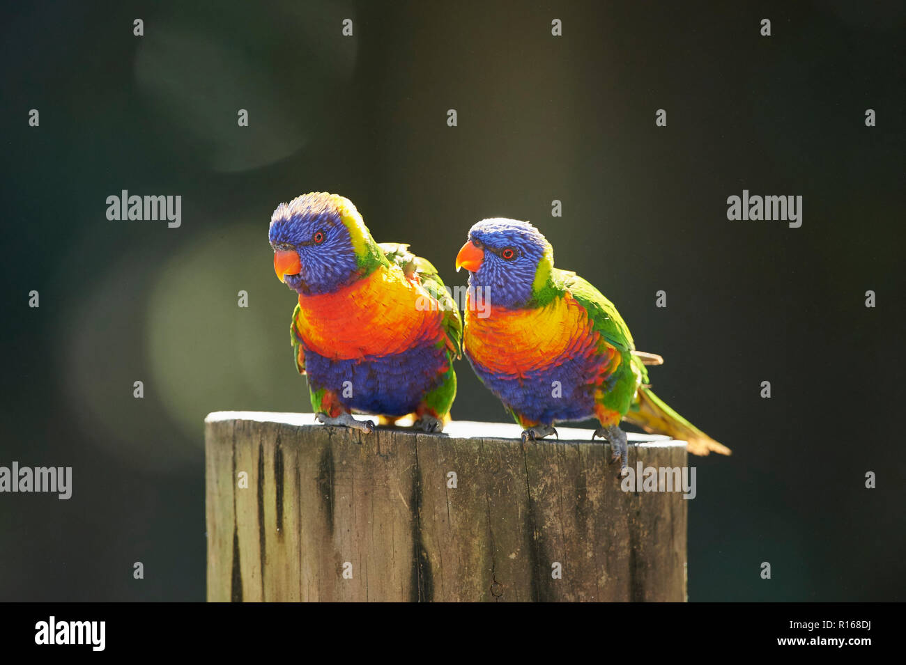 Rainbow lorikeets (Trichoglossus moluccanus), Pebbly Beach, Victoria ...