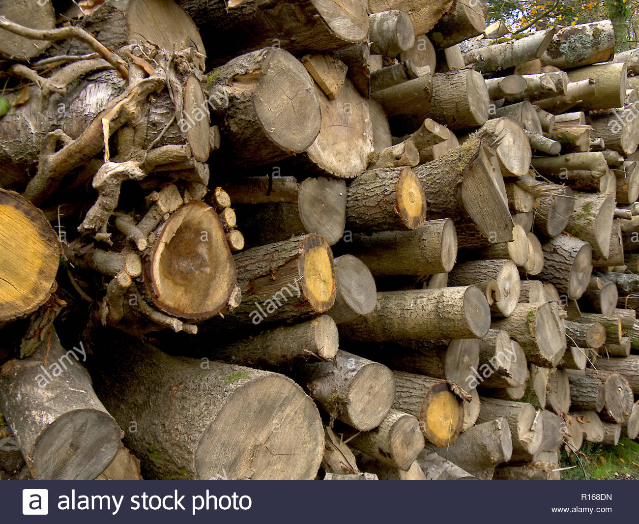 Timber Piles Stock Photos & Timber Piles Stock Images - Alamy