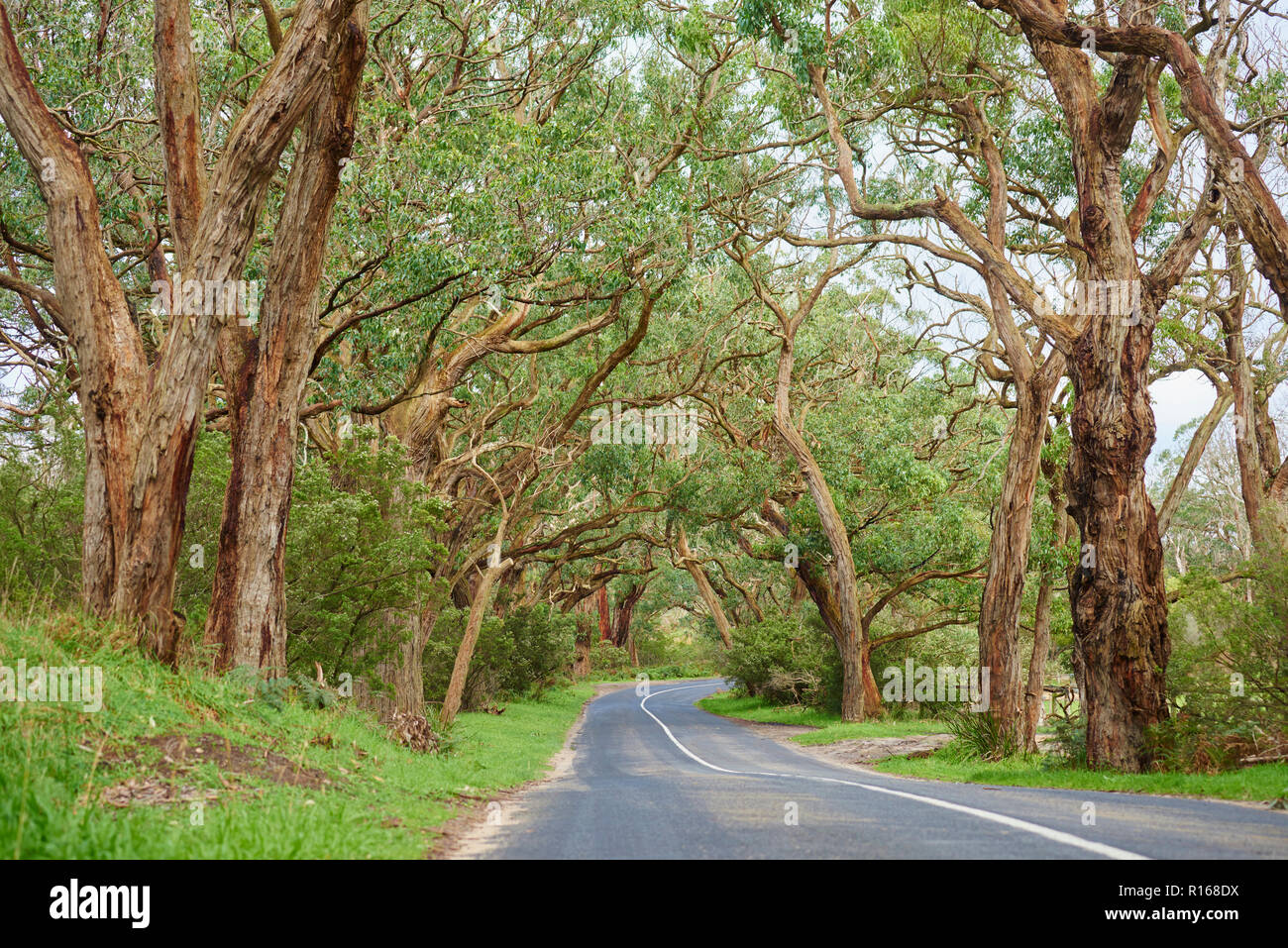 Road through a Gum tree forest (Eucalyptus), Great Otway National Park ...