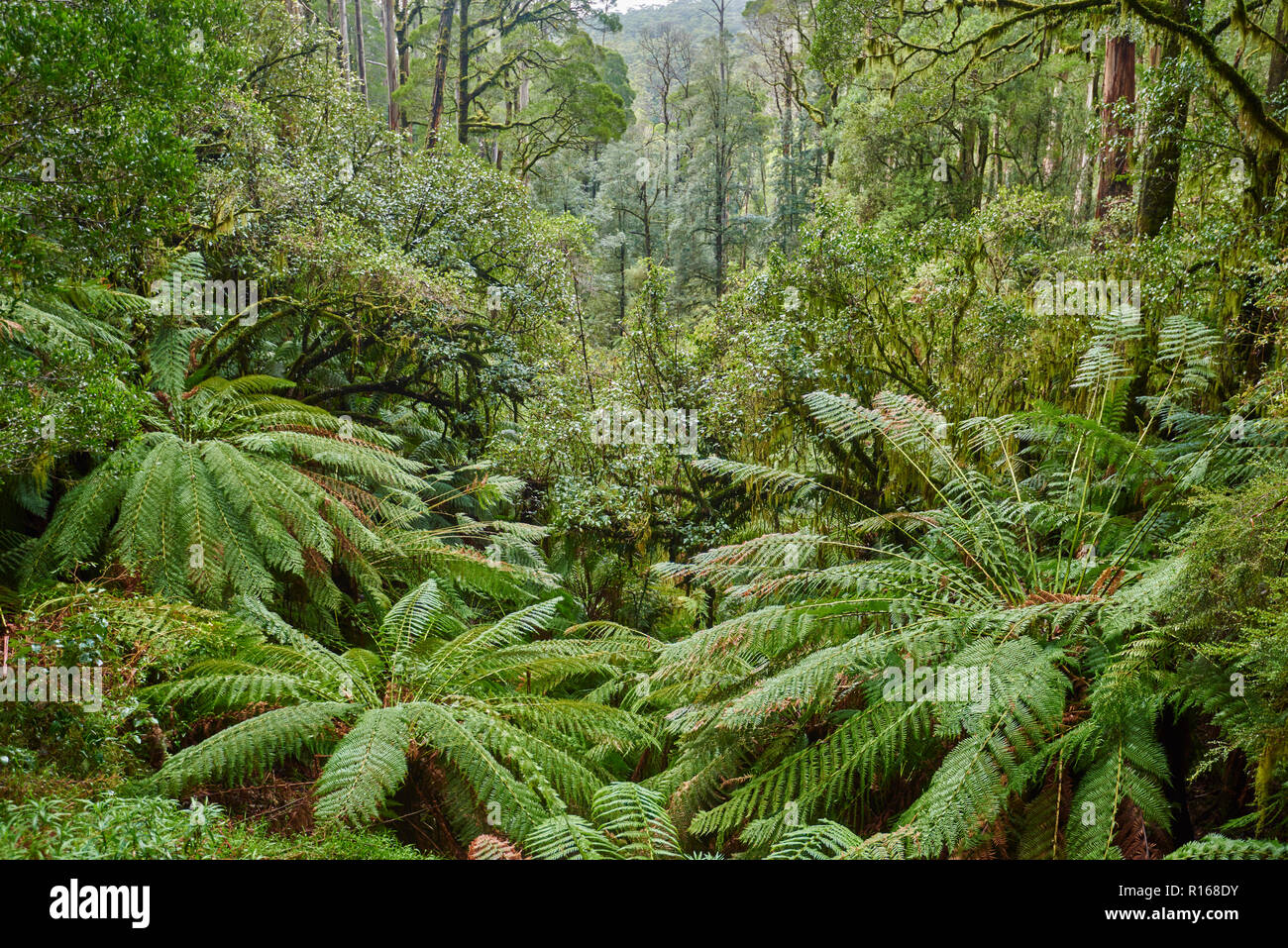 Rainforest with tree ferns (Cyatheales), Great Otway National Park ...