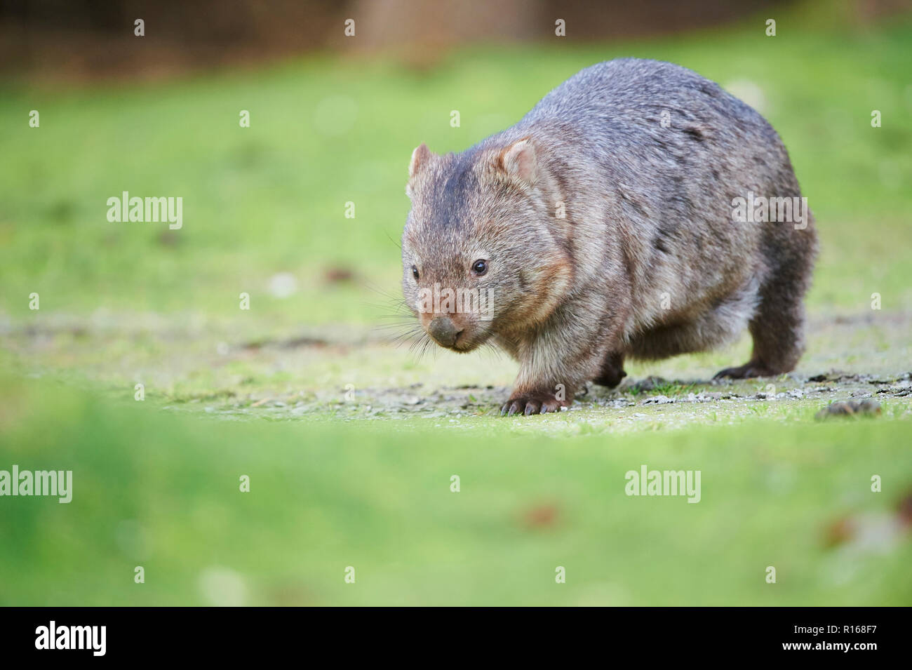 Common wombat (Vombatus ursinus) on a meadow, Wilson's Promontory ...