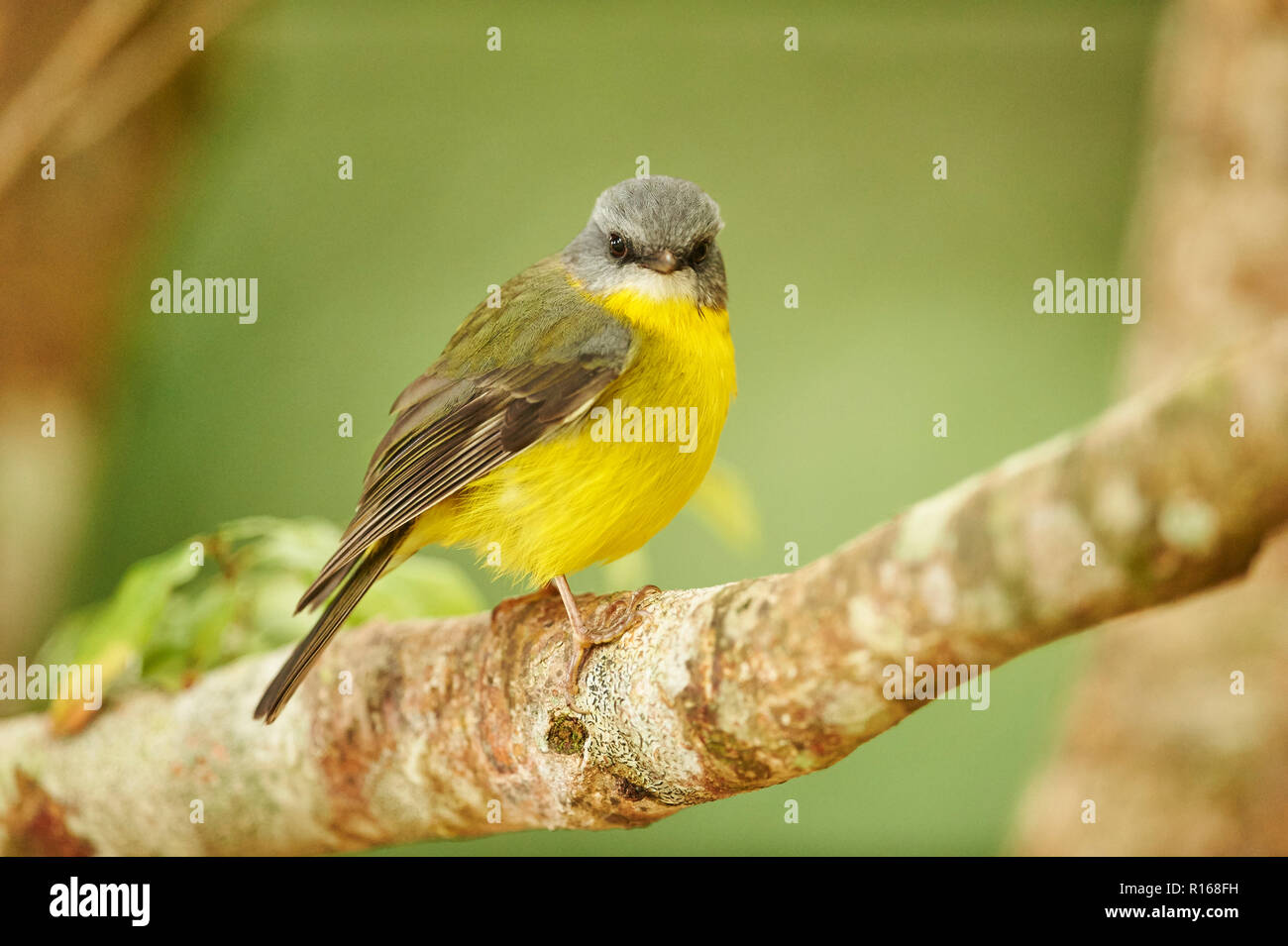 Eastern Yellow Robin (Eopsaltria australis) sitting on a branch ...