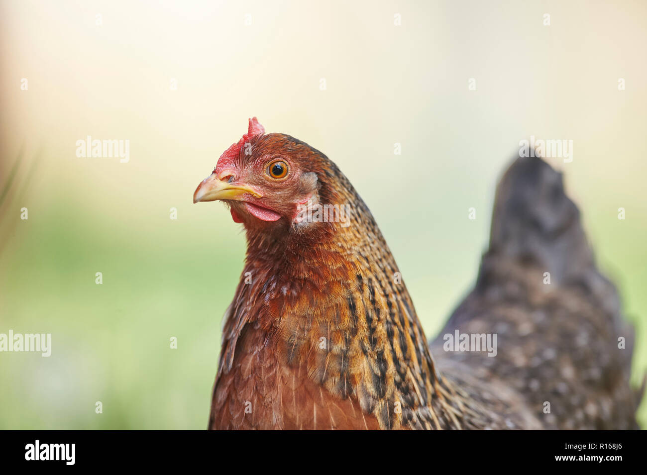 Chicken (Gallus gallus domesticus), hen, animal portrait, Bavaria ...