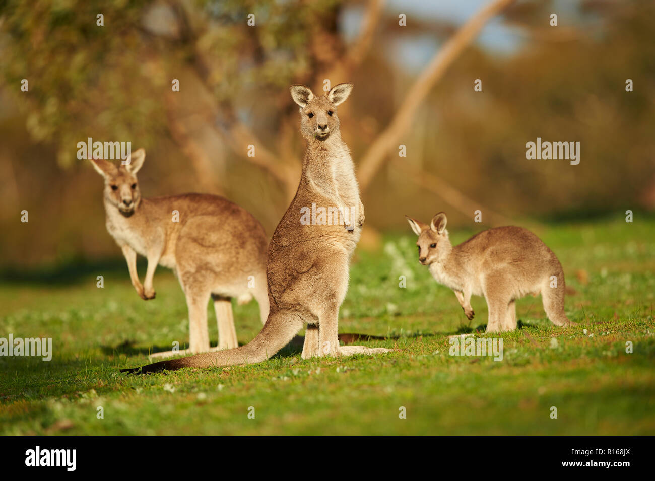 Eastern grey kangaroos (Macropus giganteus) on a meadow, Victoria, Australia Stock Photo - Alamy