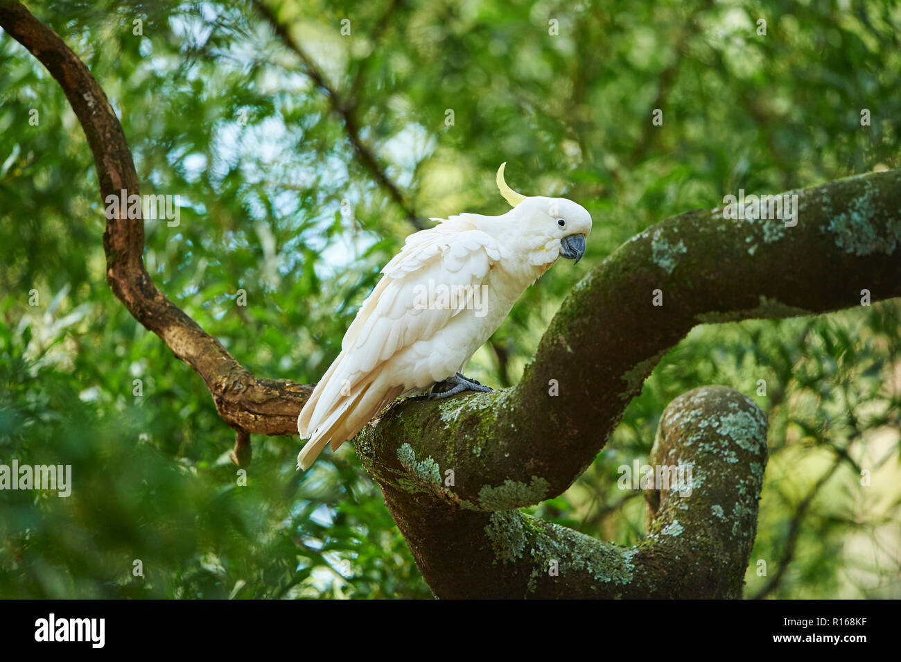 Sulphur-crested cockatoo (Cacatua galerita) sitting in a tree, Danenong ...
