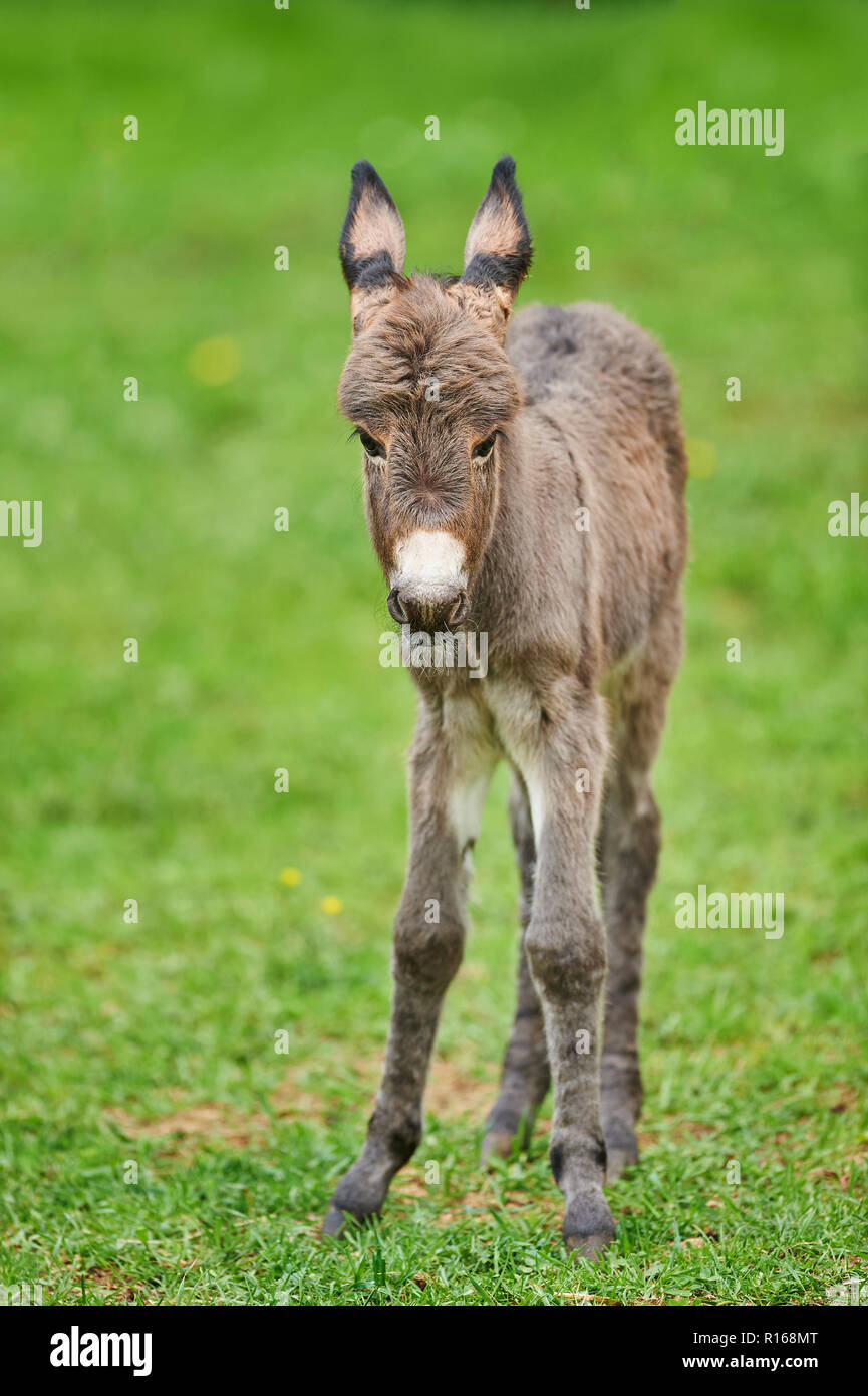 Donkey stands hi-res stock photography and images - Alamy