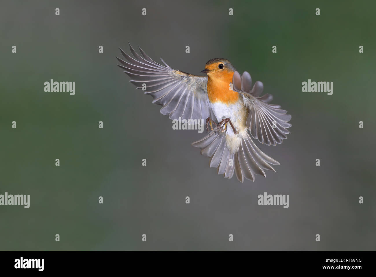 European robin (Erithacus rubecula), in flight, North Rhine-Westphalia ...