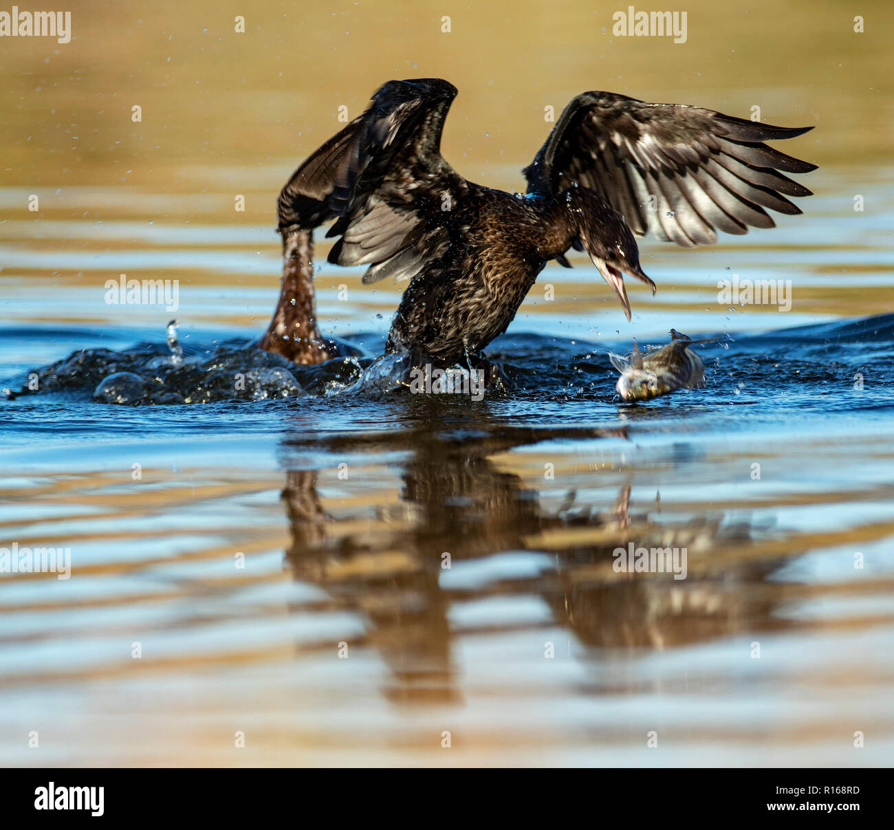 The pygmy cormorant (Microcarbo pygmaeus) on the Neretva delta, Croatia ...