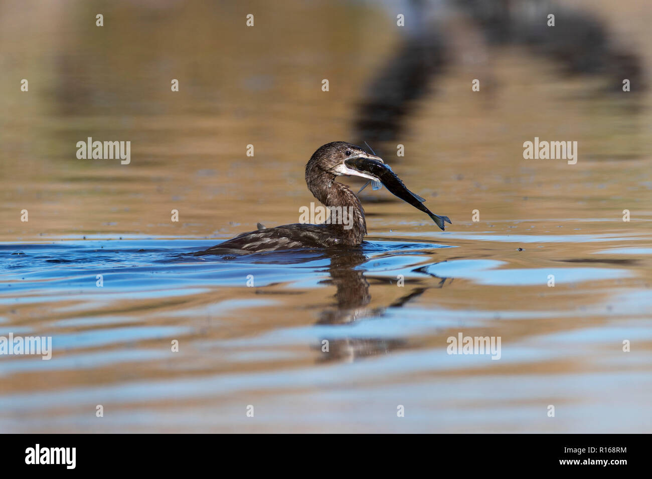 The pygmy cormorant (Microcarbo pygmaeus) on the Neretva delta, Croatia ...